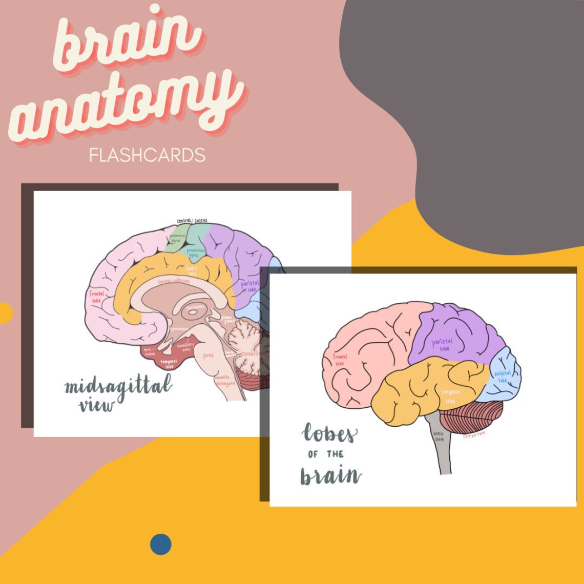 Brain Anatomy Flashcards [PDF] - Etsy