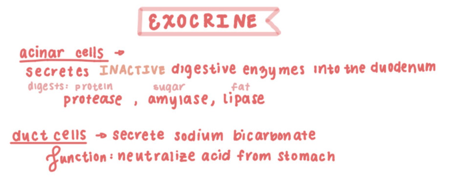 Acute Pancreatitis Notes [PDF] - Etsy