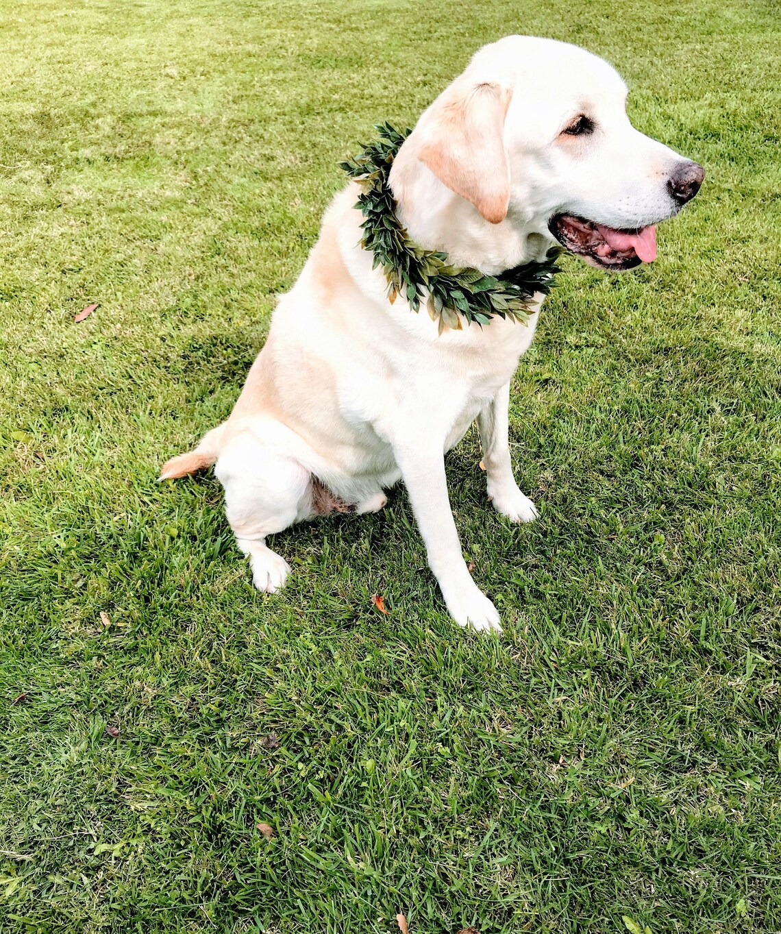 Dog Faux Greenery Collar Accessory, Weddings, Birthdays, Puppies, Dogs ...