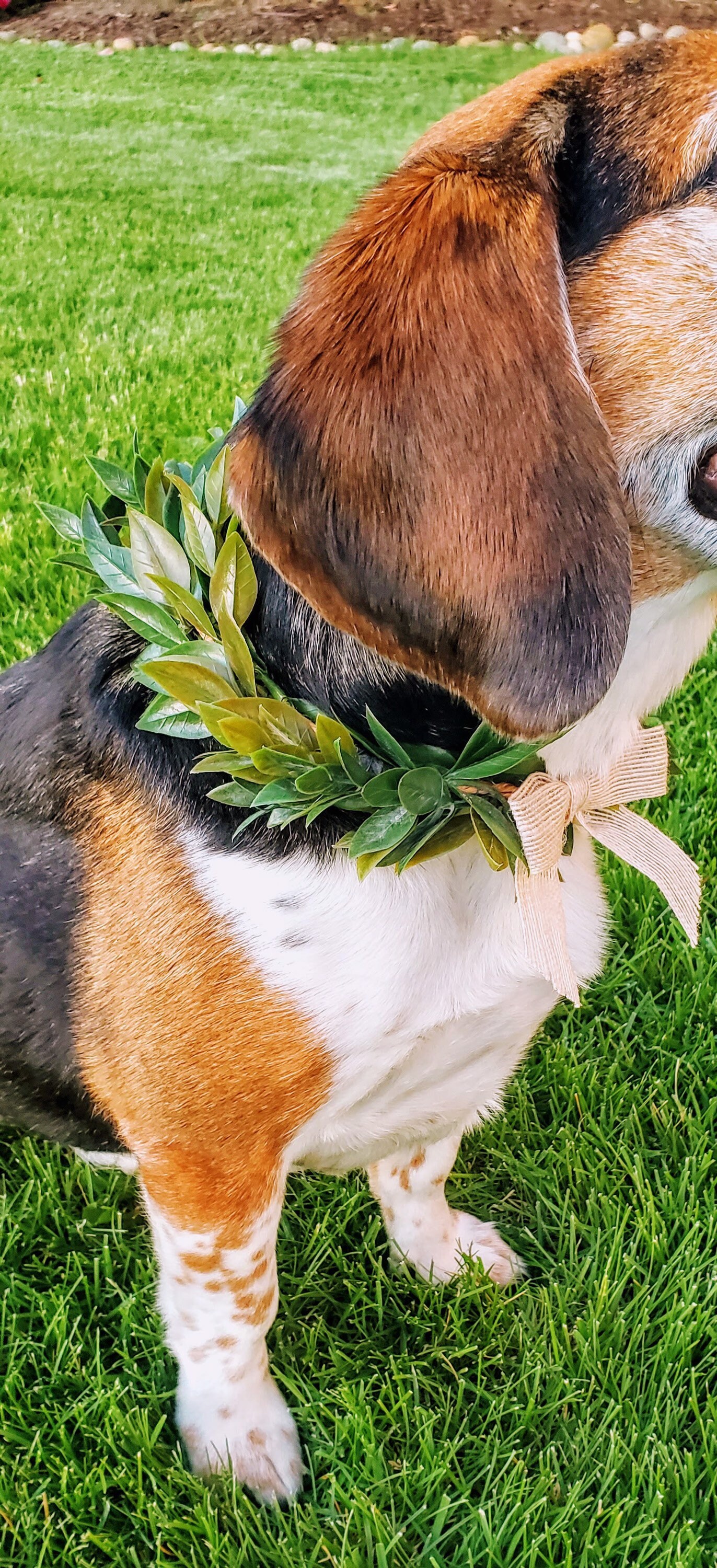Dog Faux Greenery Collar Accessory weddings birthdays | Etsy