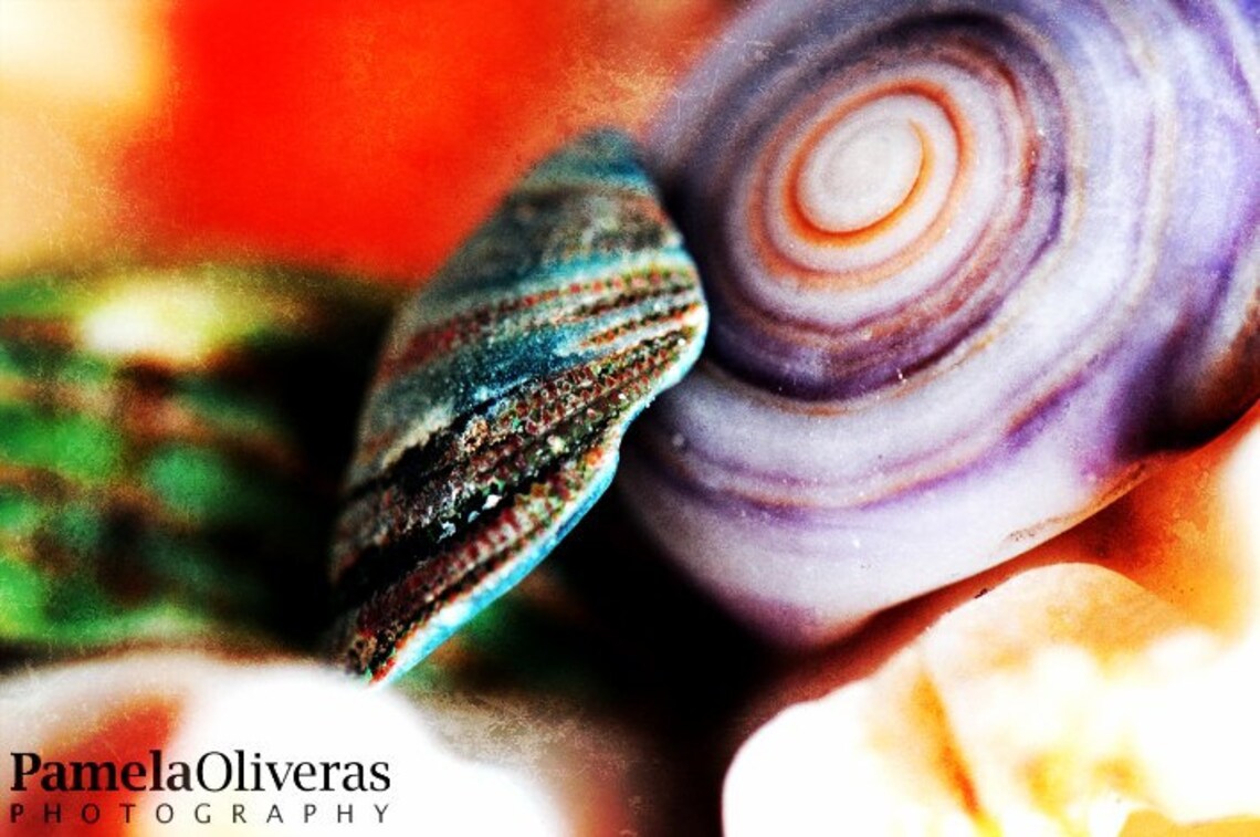 Okinawa Japan Okinawa Photography Okinawa Shells Okinawa - Etsy