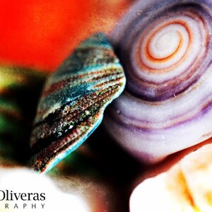 Okinawa Japan, Okinawa Photography, Okinawa Shells, Okinawa, Shells ...