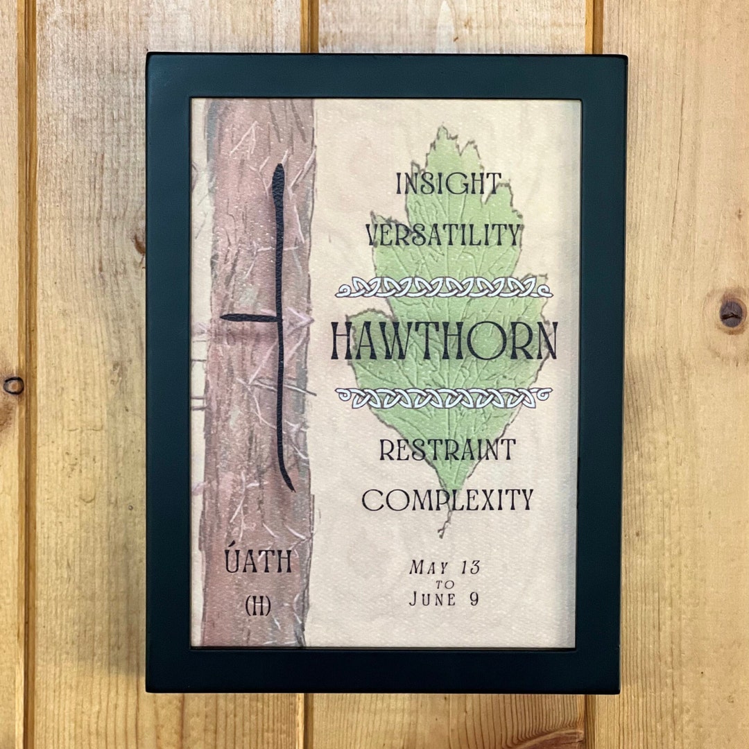 Hawthorn Tree & Ogham Letter Úath | Celtic Tree Astrology - Etsy
