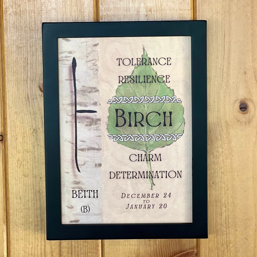 Birch Tree & Ogham Letter Beith | Celtic Tree Astrology - Etsy