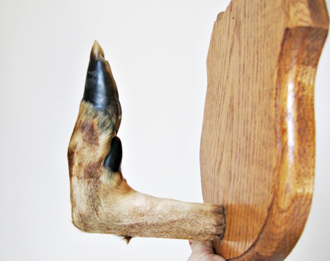 Vintage Deer Hoof/hook on Wood Plaque // Taxidermy - Etsy