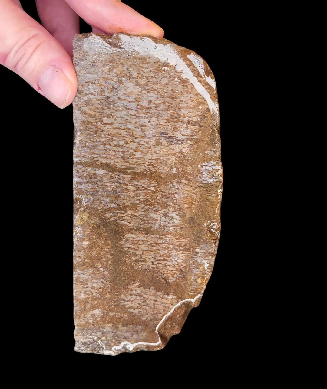 Unpolished Dino Bone Rough | Raw Gembone | Dinosaur Fossil Specimen ...