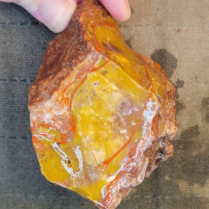 Coprolite - Etsy
