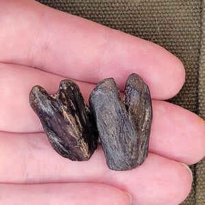 Fossil Tilly Bones - Bony Fish Pathological - Etsy