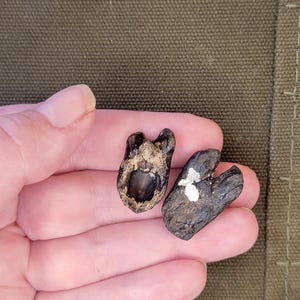 Fossil Tilly Bones - Bony Fish Pathological - Etsy