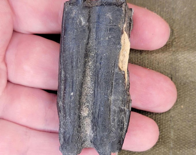 Fossilized Horse Tooth - Collection Specimen - Etsy