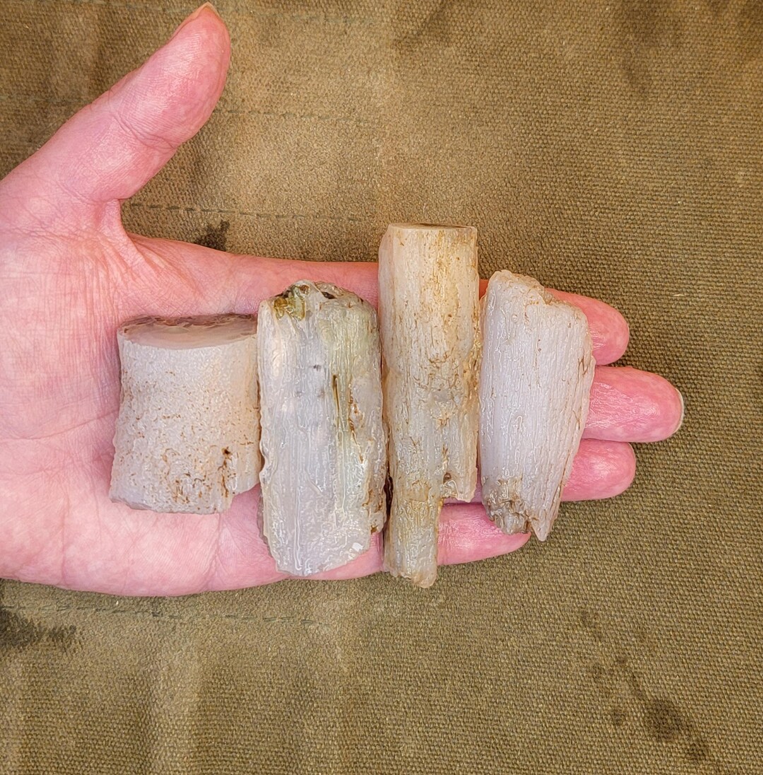 4 Paulina Limb Cast Stick Fossils - Etsy