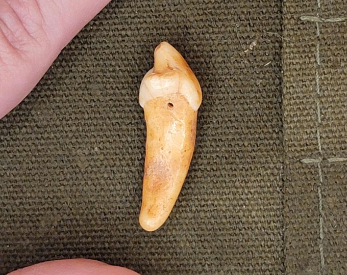 Drilled Fossilized Cave Bear Tooth - Etsy
