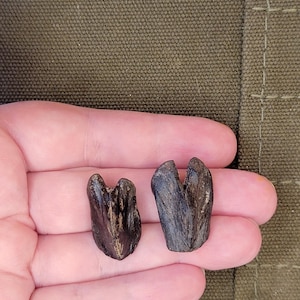 Fossil Tilly Bones - Bony Fish Pathological - Etsy