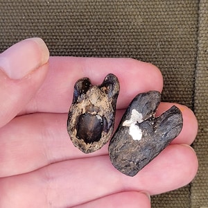 Fossil Tilly Bones - Bony Fish Pathological - Etsy