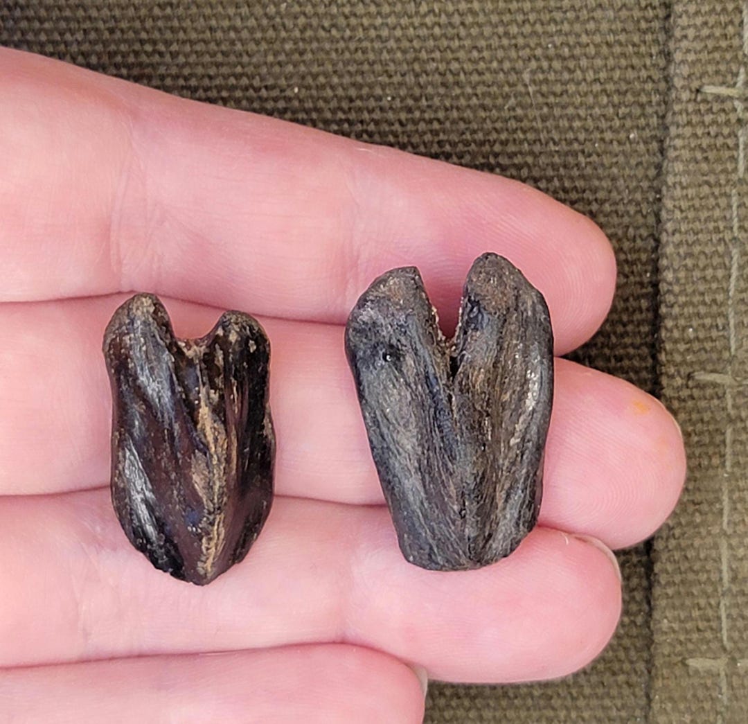 Fossil Tilly Bones - Bony Fish Pathological - Etsy