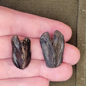 Fossil Tilly Bones - Bony Fish Pathological - Etsy