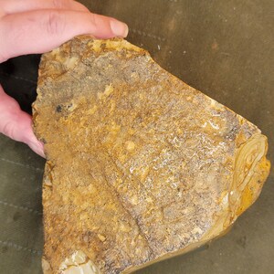 Large Wild Horse Picture Jasper Rough - Etsy