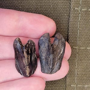 Fossil Tilly Bones - Bony Fish Pathological - Etsy