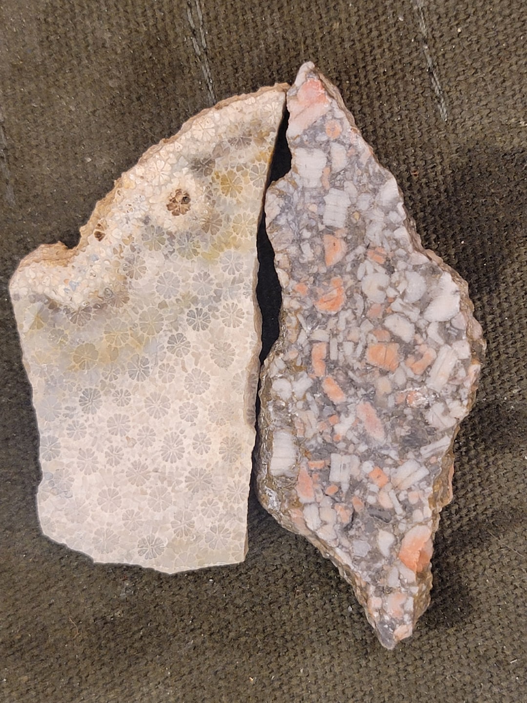 Two Small FOSSIL Slabs CORAL and CRINOIDS Lapidary - Etsy
