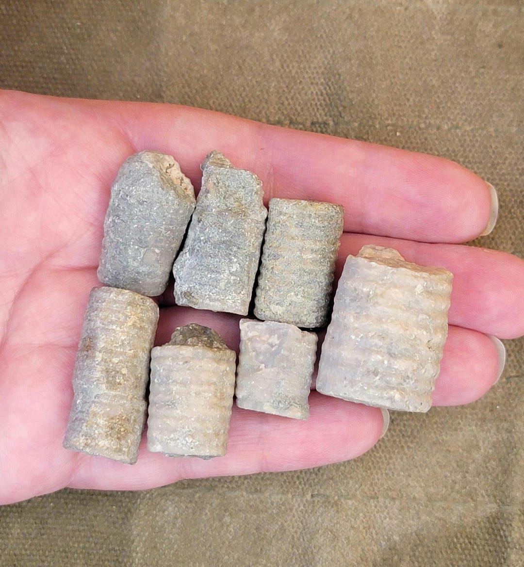 Lot of 7 Fossil Crinoid Stem Pieces - Display or Crafts - Etsy