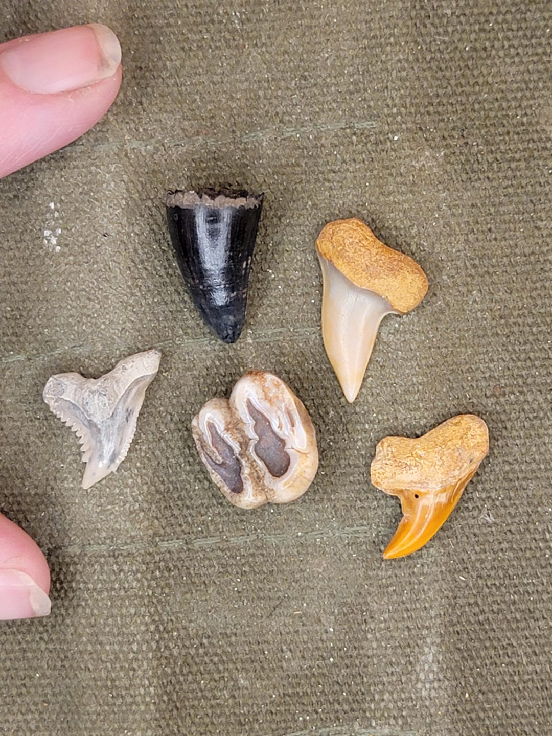 Group of 5 Small Fossil Teeth - Alligator Manatee and Mixed Shark - Etsy