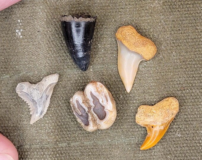 Group of 5 Small Fossil Teeth - Alligator Manatee and Mixed Shark - Etsy