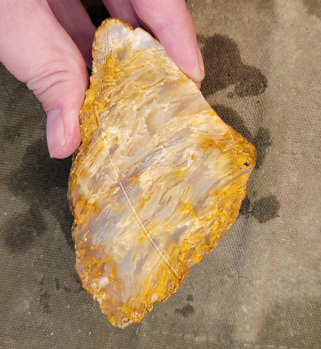 Fossil Coral Faced Lapidary Rough Rock - Etsy