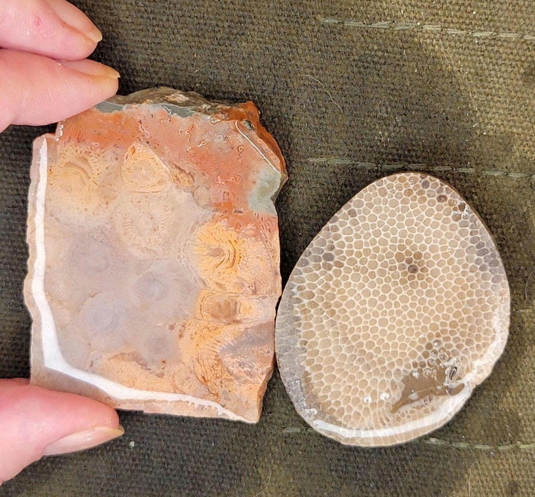 Lot of 2 Small Fossilized Coral Slabs - Etsy