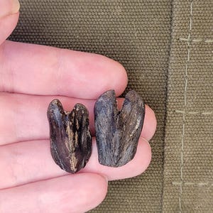 Fossil Tilly Bones - Bony Fish Pathological - Etsy