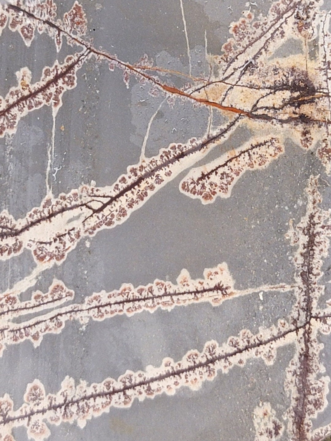 Large SONORAN DENDRITIC RHYOLITE Slab - Lapidary Rough - Etsy