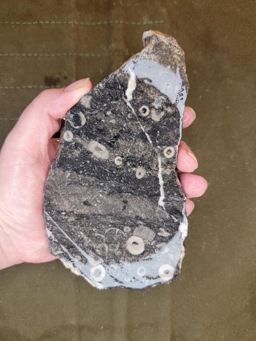 Large Crinoid Marble Thick Fossil Slab - Etsy