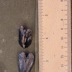 Fossil Tilly Bones - Bony Fish Pathological - Etsy