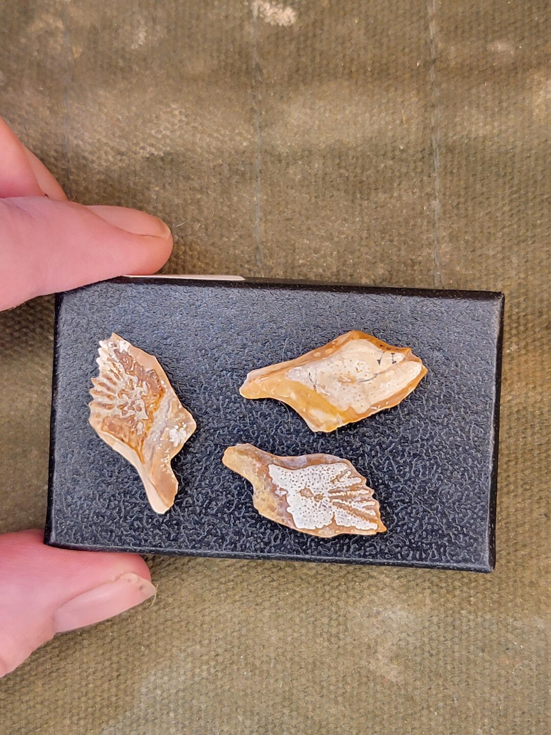 3 Fossilized Gar Fish Scales - Etsy