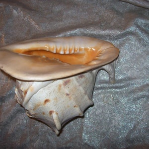 Large Vintage QUEEN CONCH SEASHELL Measuring 10 3/4” Long, 7 1/2" Wide ...