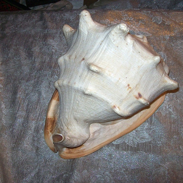 Conch Seashell - Etsy