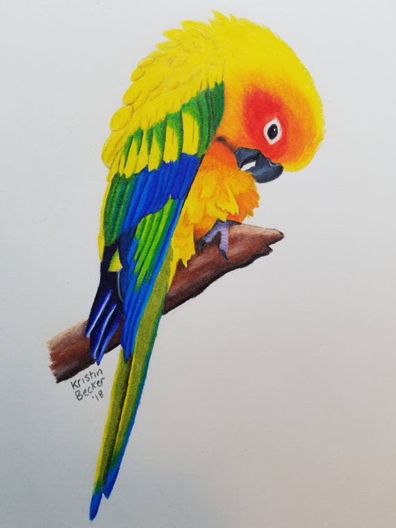 Sun Conure Parrot Drawing Print | Etsy
