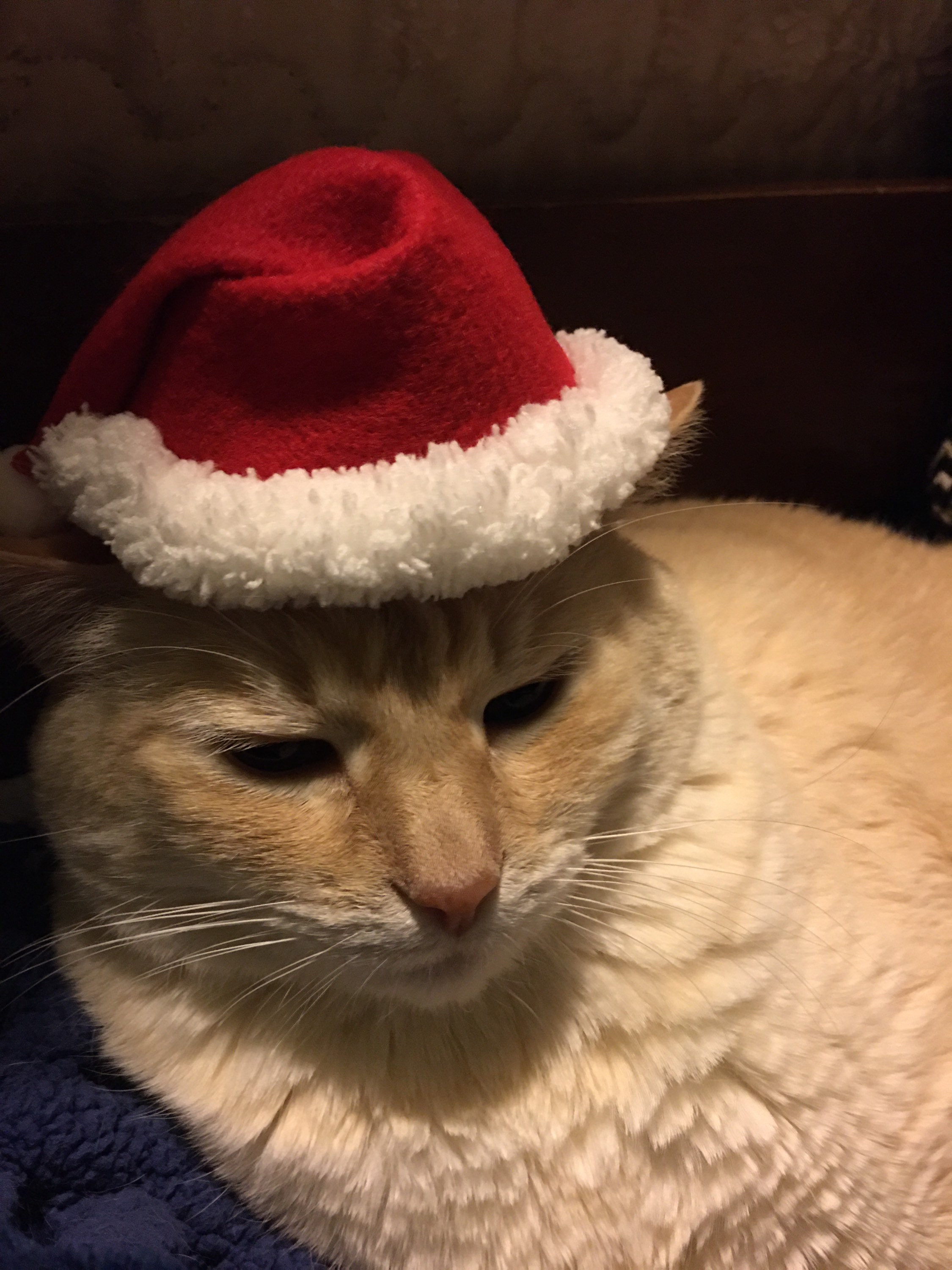 Small Santa hats Miniature hat Gift Bottle cap Wine | Etsy