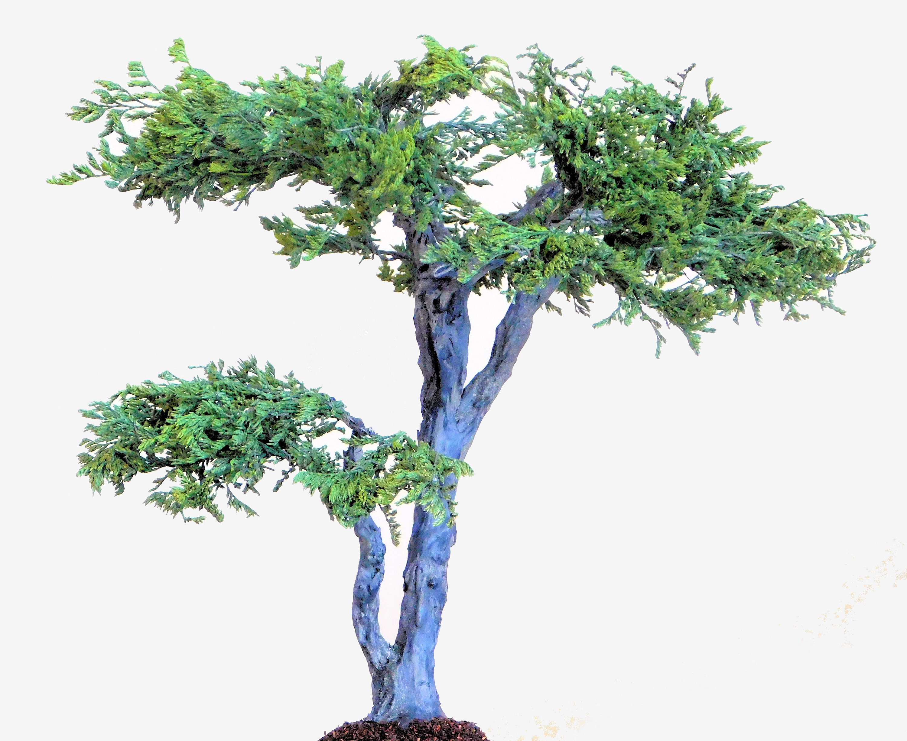 Crafted 8"flat Top Acacia Tree for Serengeti Scene - Etsy