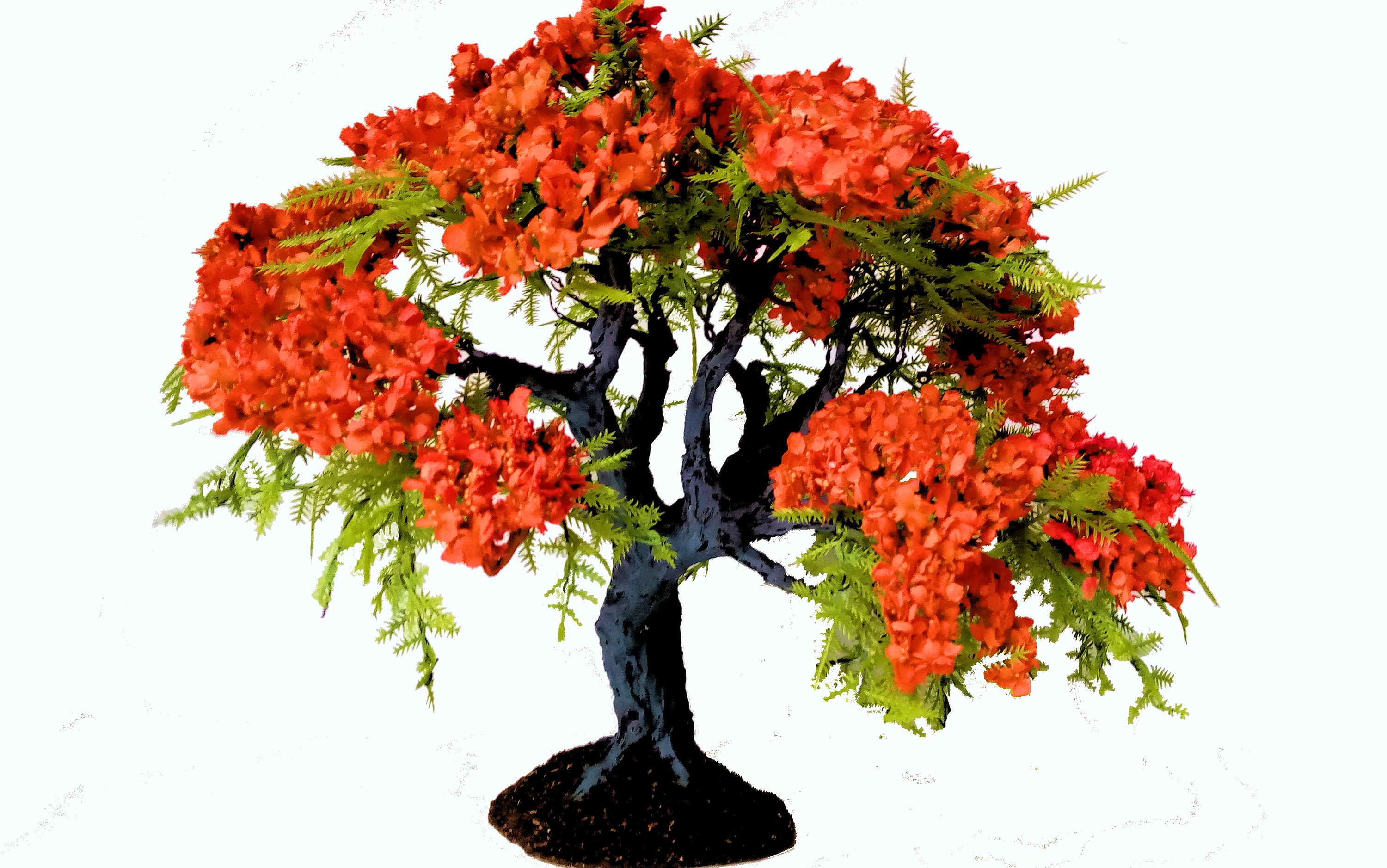 Crafted Royal Poinciana Tree 8 X 11 - Etsy