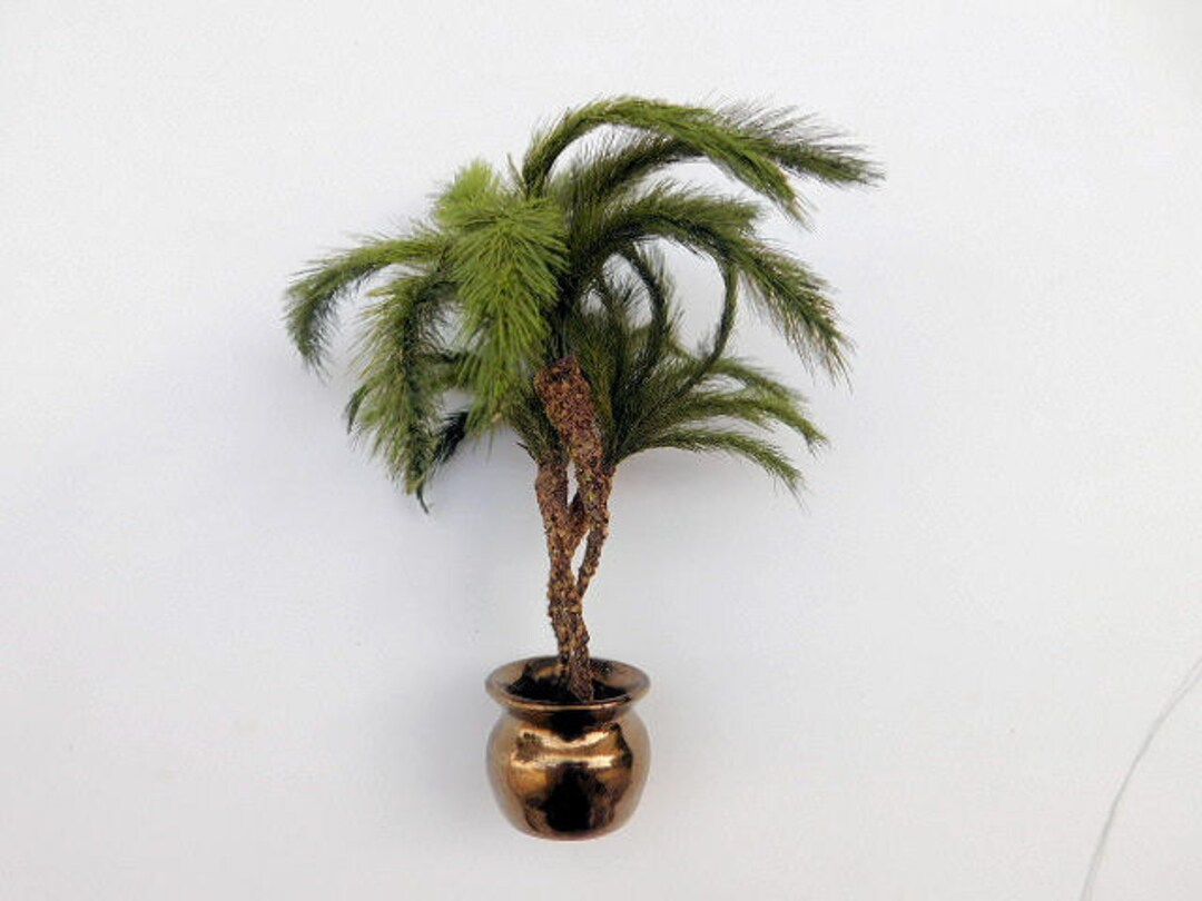 Pygmy Palms 7 to 8 Tall - Etsy