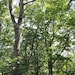 Crafted Space Saving 16" Shade Tree - Etsy