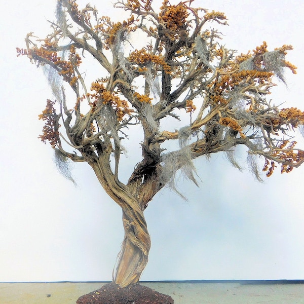 Windswept Tree - Etsy
