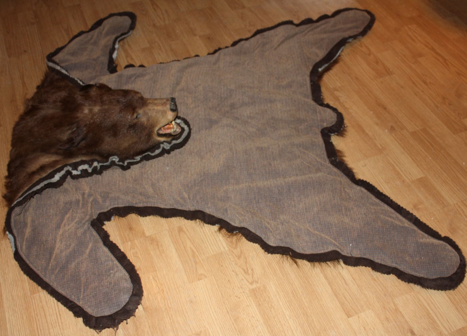 Authentic Brown Bear Skin Rug with Taxidermy Mounted Head | Etsy