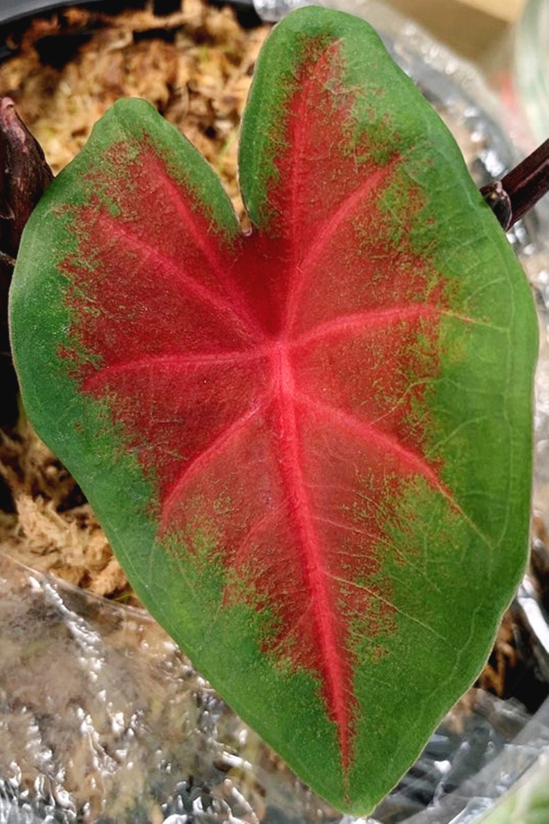Caladium Rare Postman Joyner Fancy Leaf Floral Caladium | Etsy