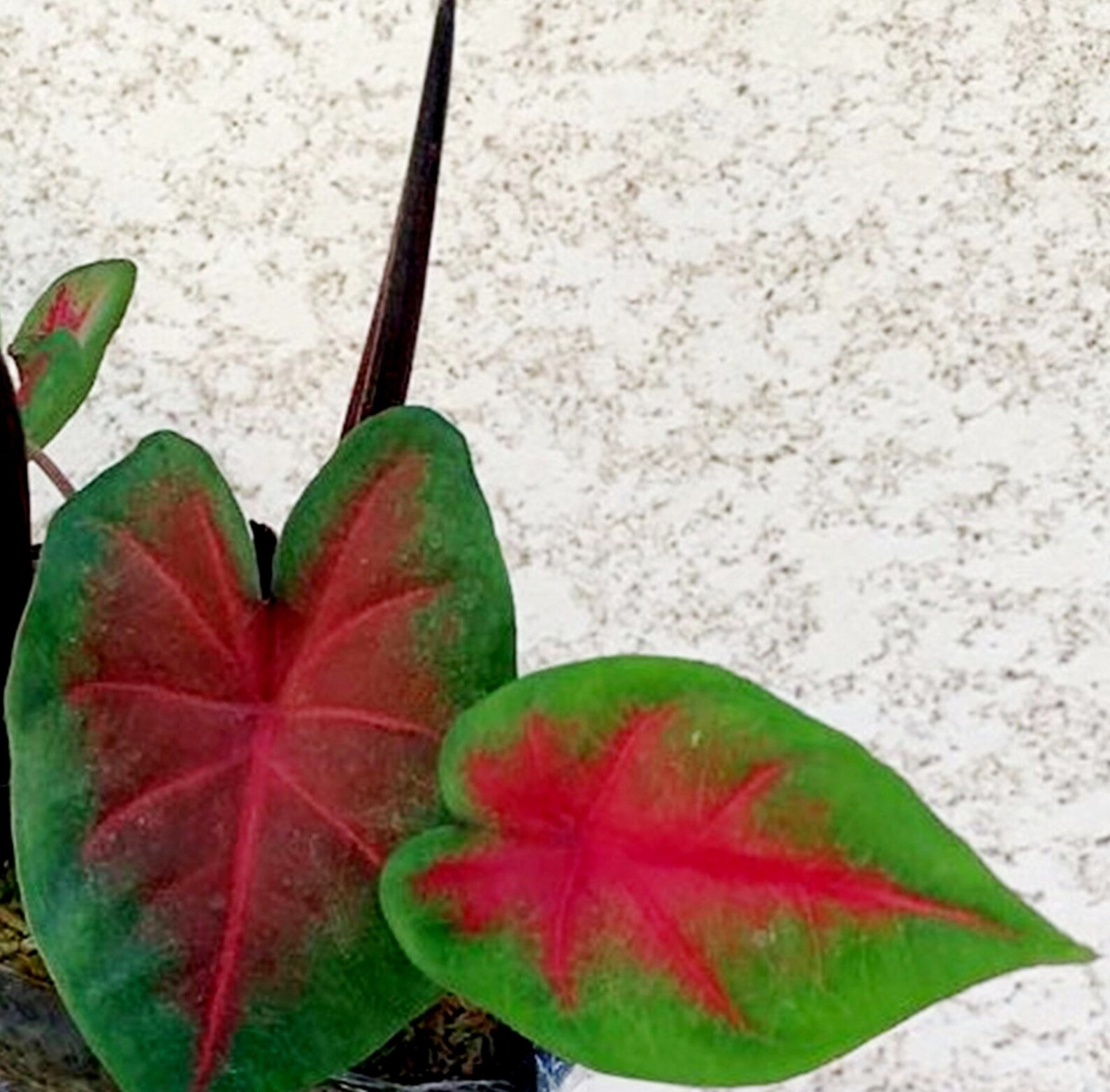 Caladium Rare Postman Joyner Fancy Leaf Floral Caladium | Etsy India
