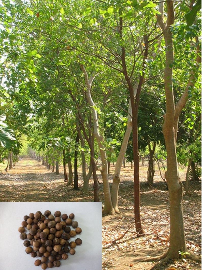 50 Fresh seeds of Precious Santalum Album Indian Sandalwood | Etsy