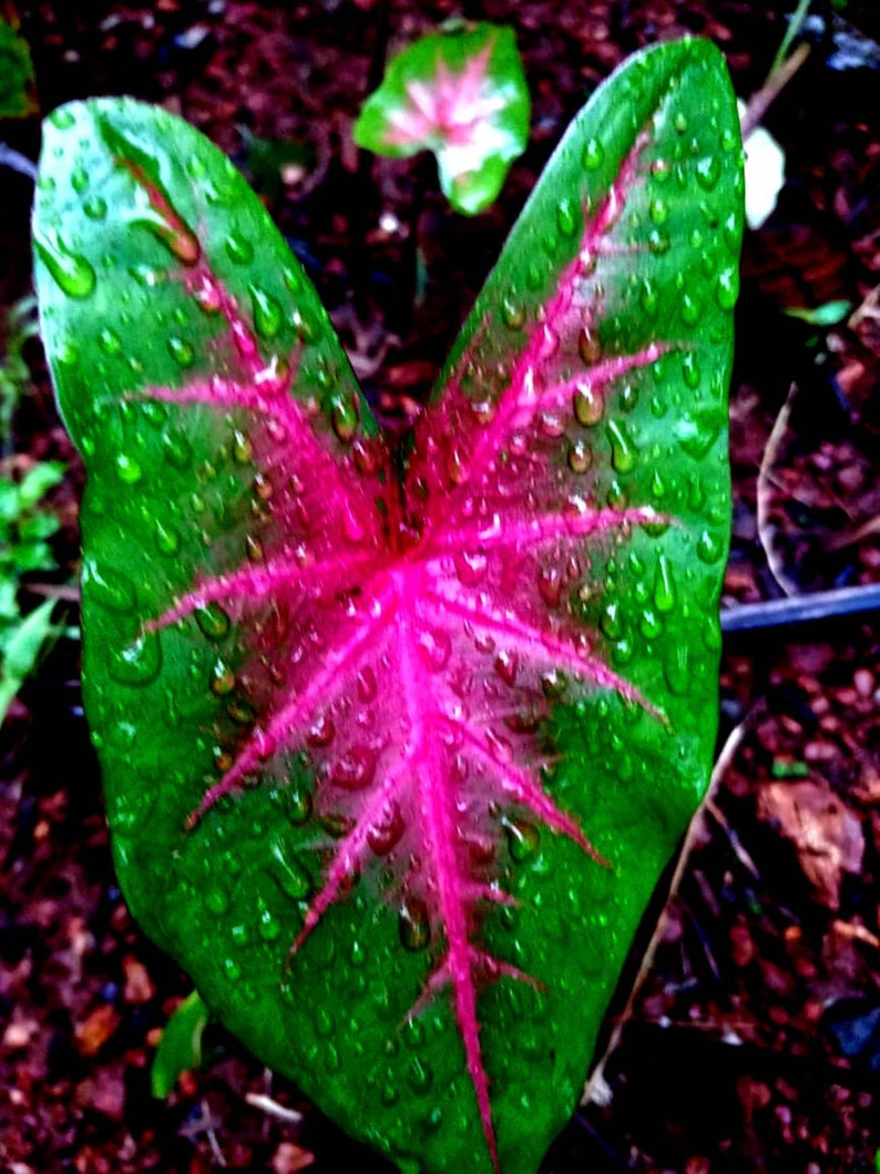Caladium Rare Postman Joyner Fancy Leaf Floral Caladium | Etsy