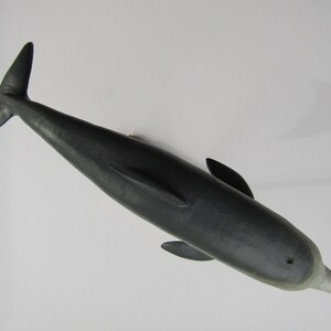 Australodelphis Mirus #2 - Etsy