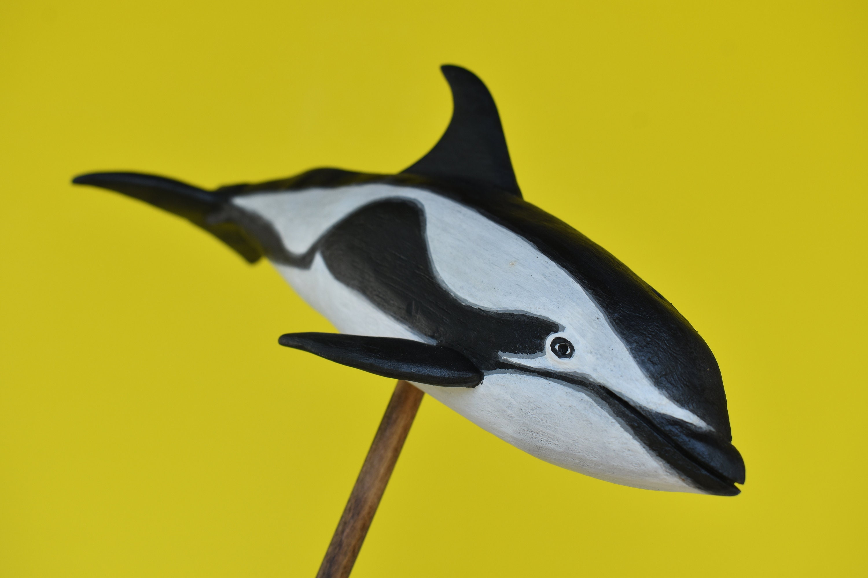 Baby Hourglass Dolphin