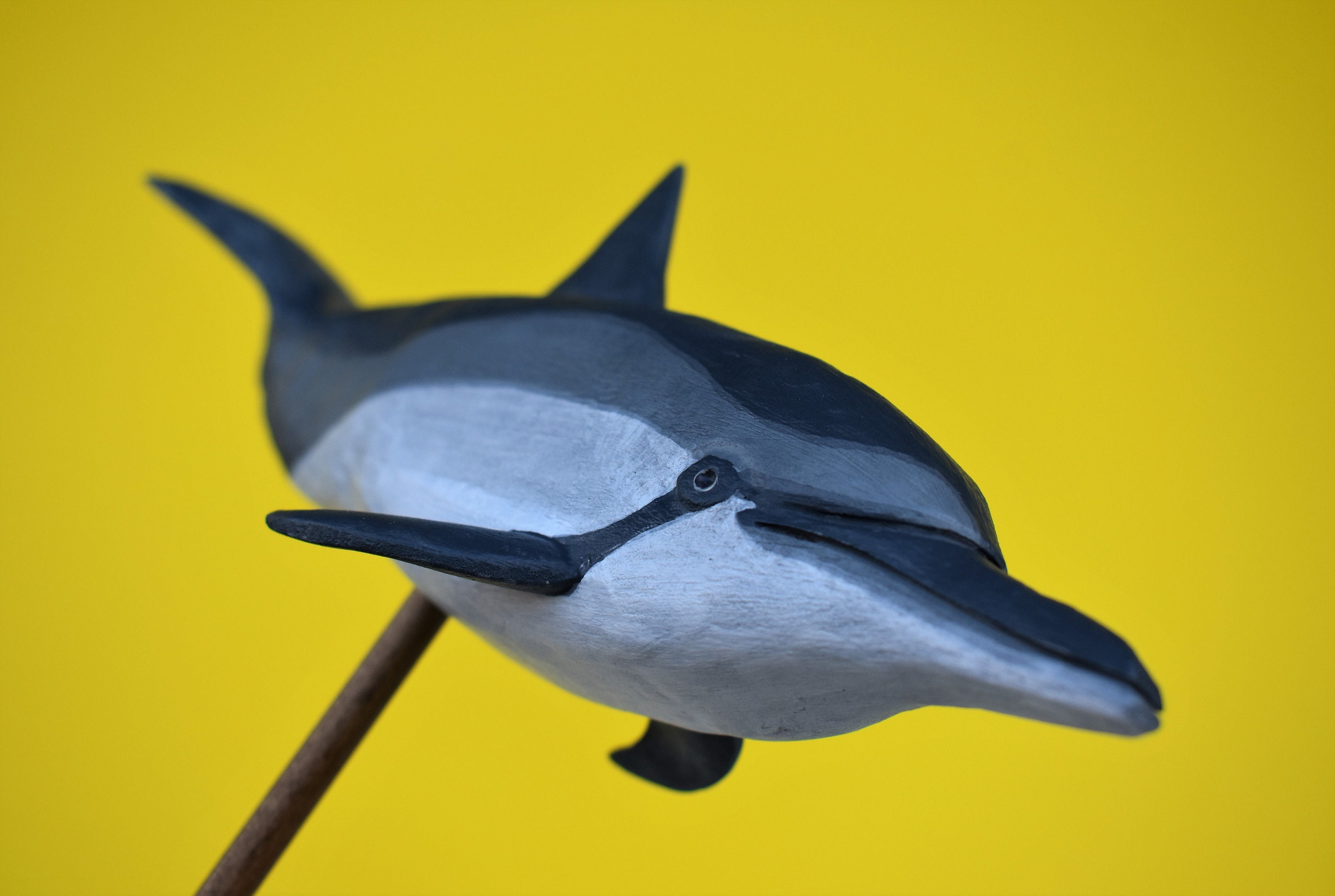 Long Snouted Spinner Dolphin